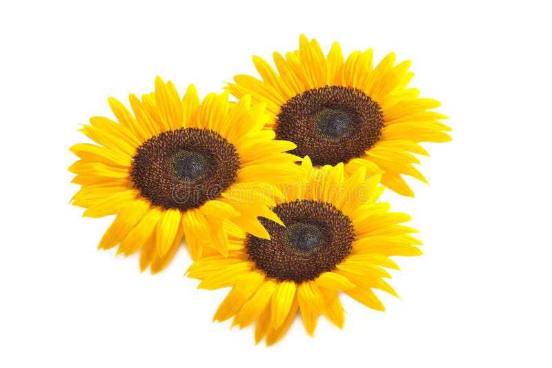 Three Sunflowers Isolated on White Background. Flower Bouquet. T Stock ...