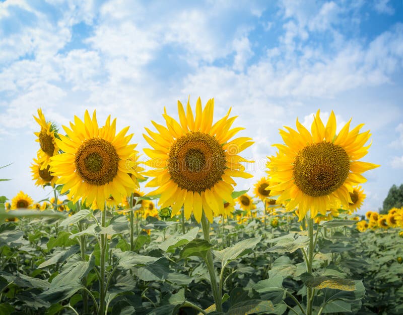 Three Sunflowers on the Field Stock Image - Image of green, country ...
