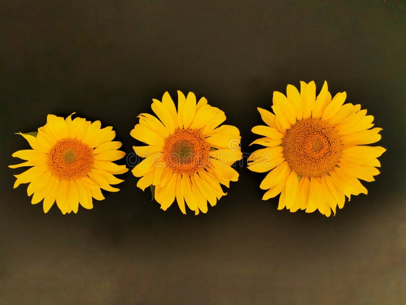 Three Sunflowers Small, Medium and Large on a Dark Background Stock ...