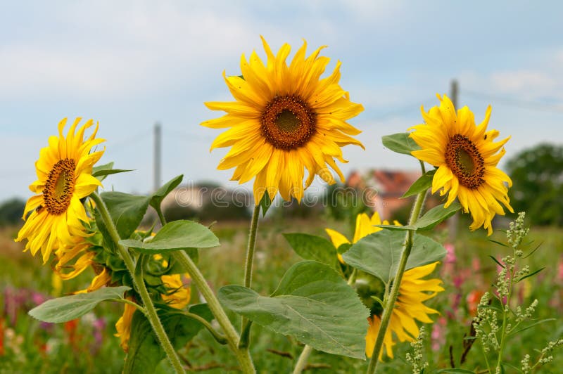 Three sunflowers stock photo. Image of nature, gardening - 43217318