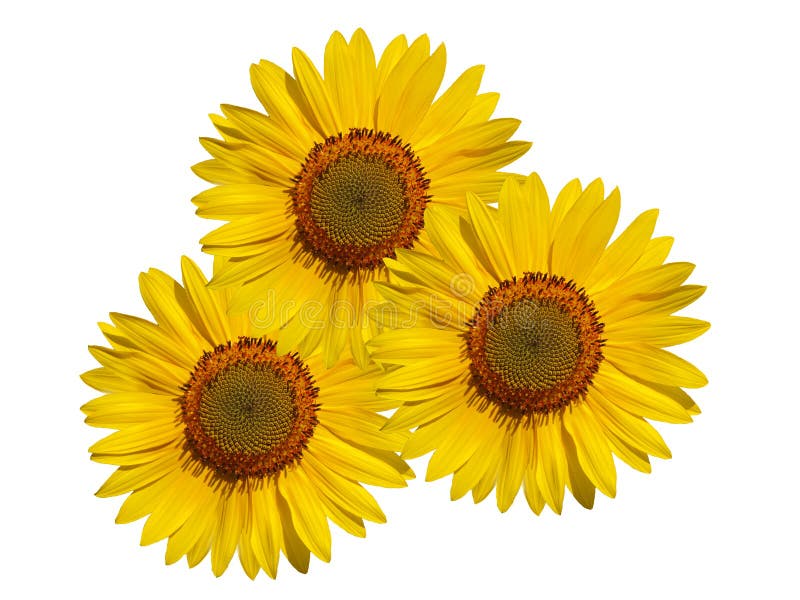 Three sunflowers. stock image. Image of sunflower, botany - 156347615