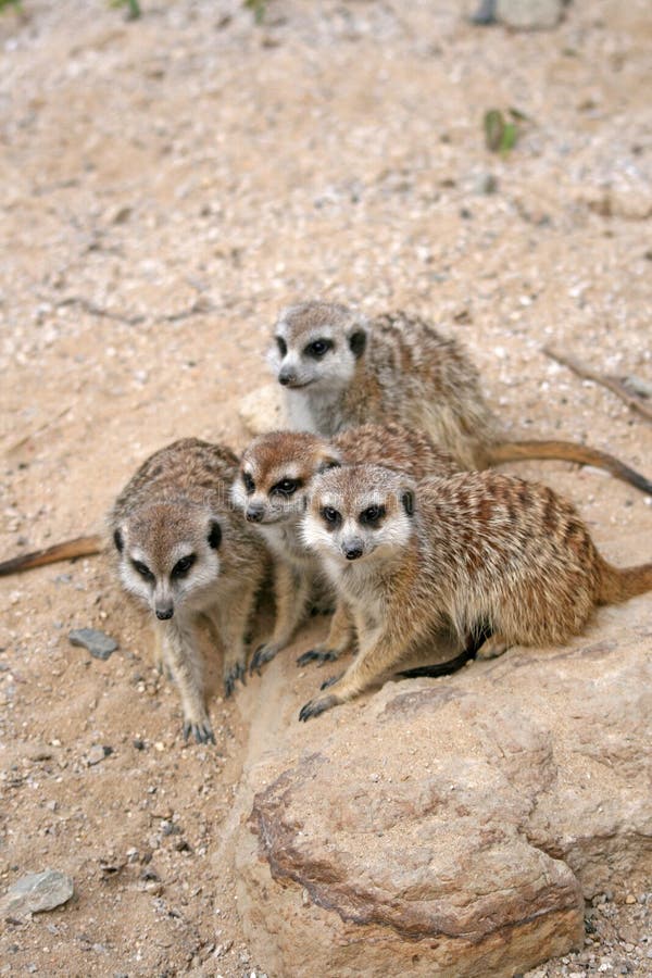 Suricates stock photo. Image of wild, botswana, animal - 1368824