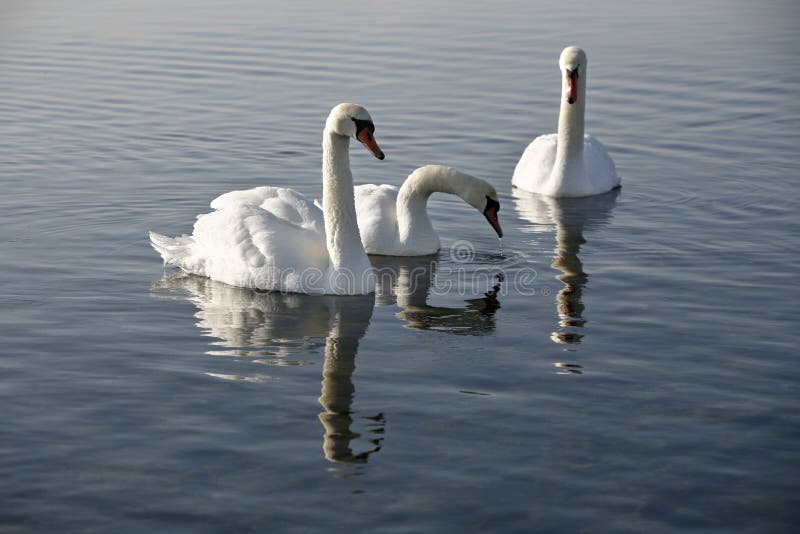Three swans stock image. Image of swimming, white, water - 13271411
