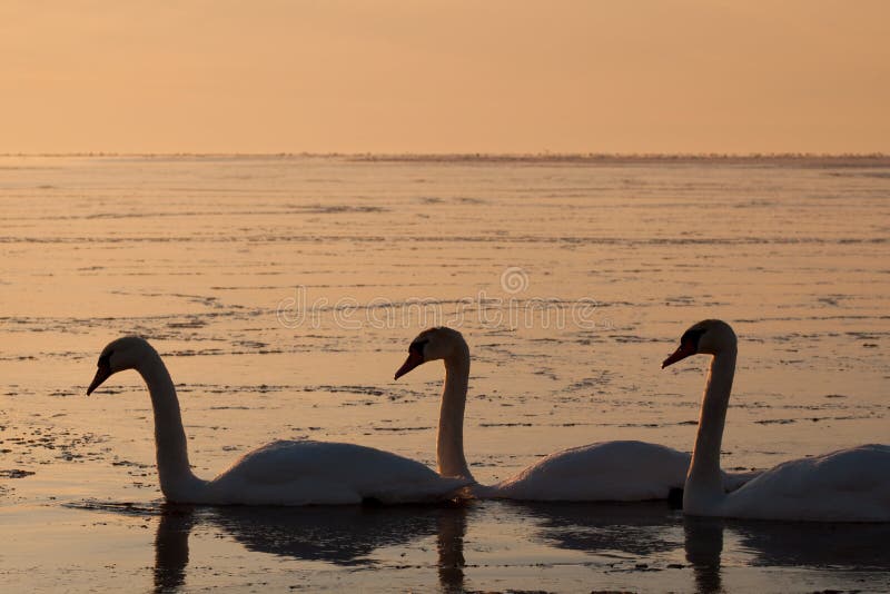 Three swans stock image. Image of reflexive, fade, romance - 14444333
