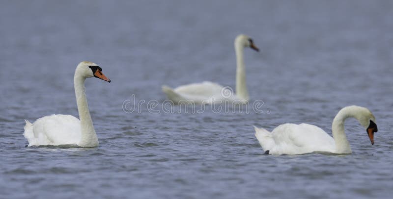 Three swans stock image. Image of nature, wildlife, swan - 15044243