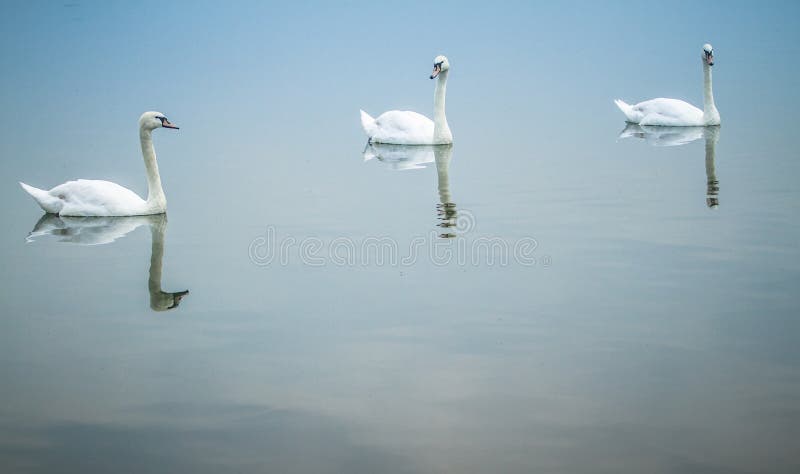 Three swans stock image. Image of trio, triple, england - 25549923