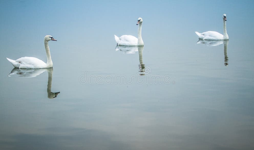 Three swans stock image. Image of trio, triple, england - 25549923