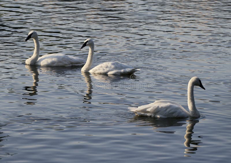 Three swans stock photo. Image of peacefulness, morning - 26717542