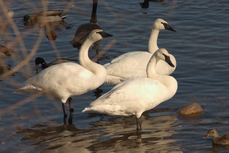 Three Swans stock image. Image of three, swan, bird, beak - 91905