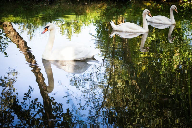 Three Swans stock image. Image of outdoor, sunrise, river - 61533699