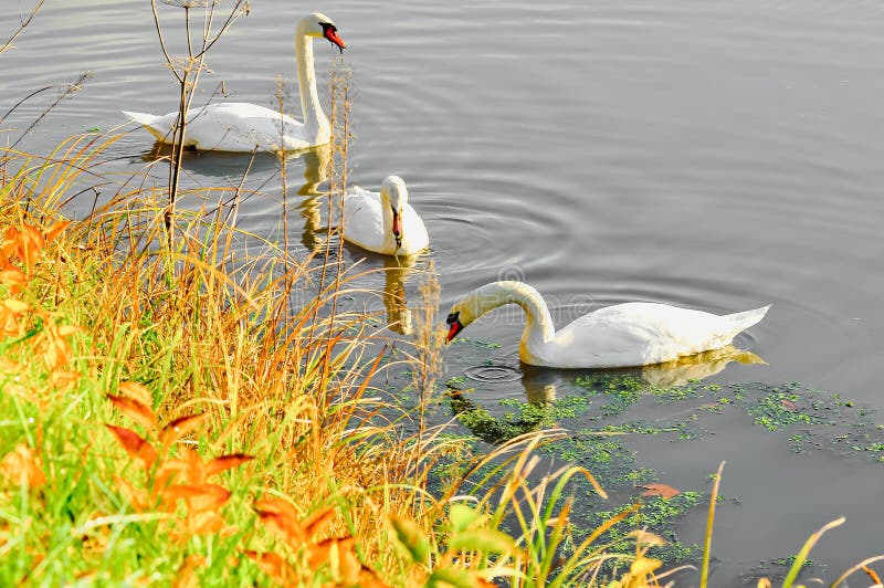Three Swans Grazing, on Water Plants at the Shore Fronte of a Lale ...