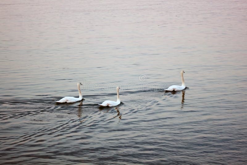 Three swans on lake stock photo. Image of bird, animals - 54278178
