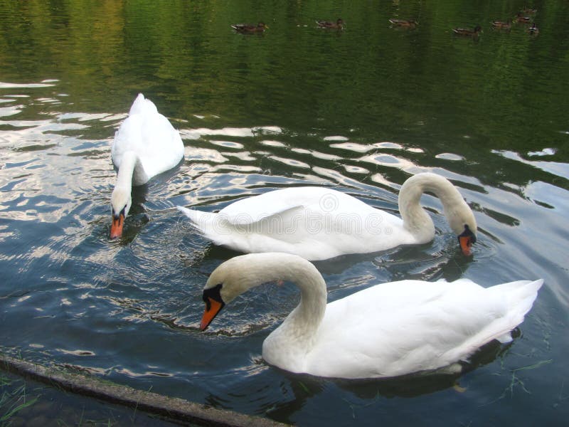 Three swans stock photo. Image of moscow, lake, pretty - 48936964