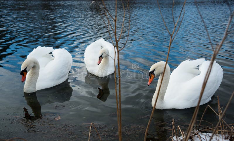 Two swans on lake stock image. Image of gentle, peaceful - 46626417