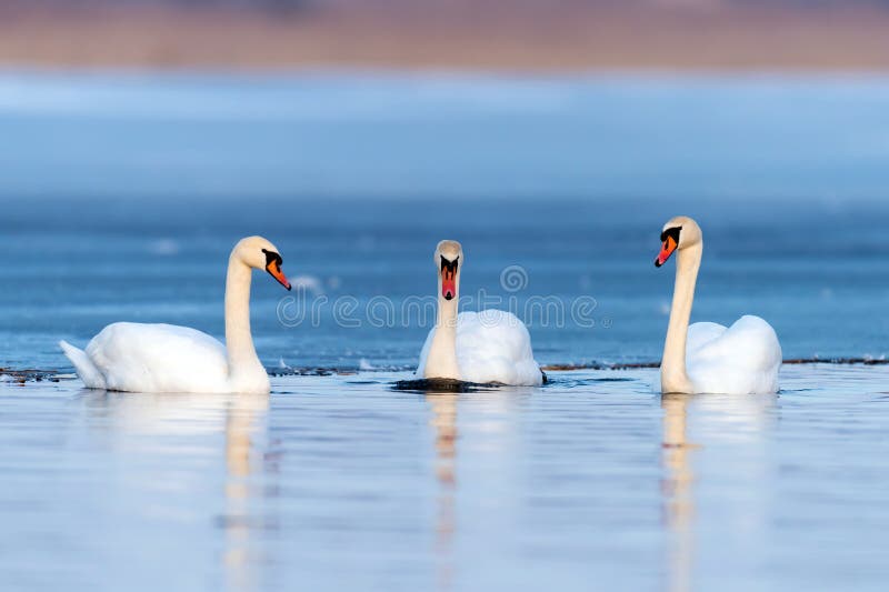 Three swans in lake stock photo. Image of mirror, animal - 112455326