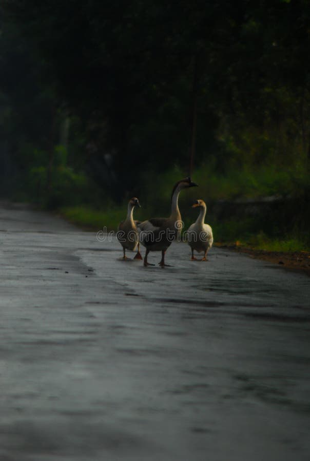 Three Swans Line Up Beautifully On The Asphalt Road. Stock Photo ...