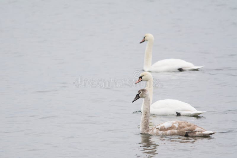 Three swans stock photo. Image of swimming, calm, lake - 52437570