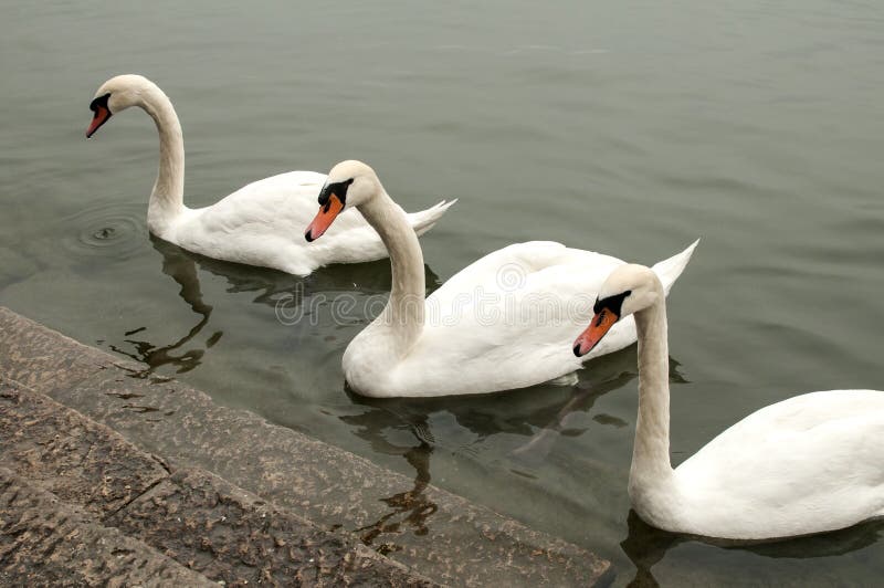 Three Swans in River Waters Stock Image - Image of swan, cygnus: 106219355