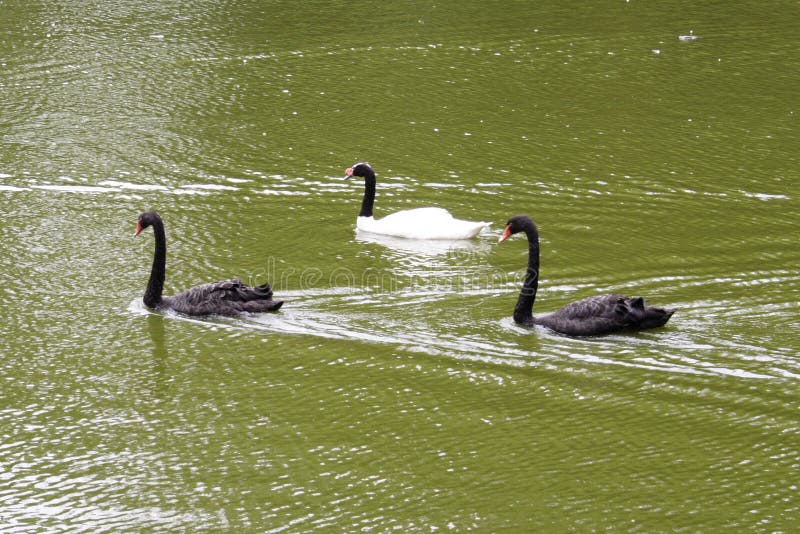 Three Swans - Sao Paulo Zoo Stock Image - Image of birds, path: 498323
