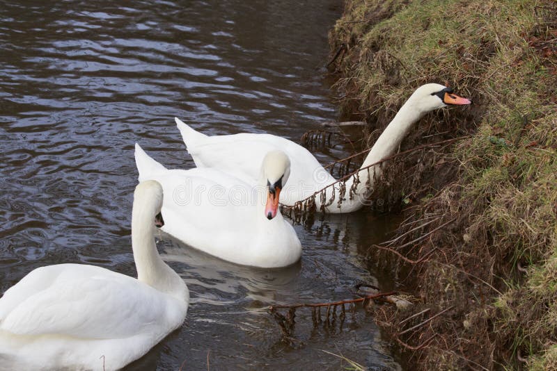 Three swans on the shore. stock photo. Image of horizontal - 64441998