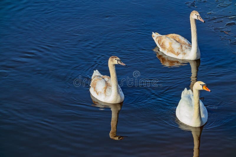 Three Swans on the Surface of the Water Close-up on a Sunny Winter Day ...