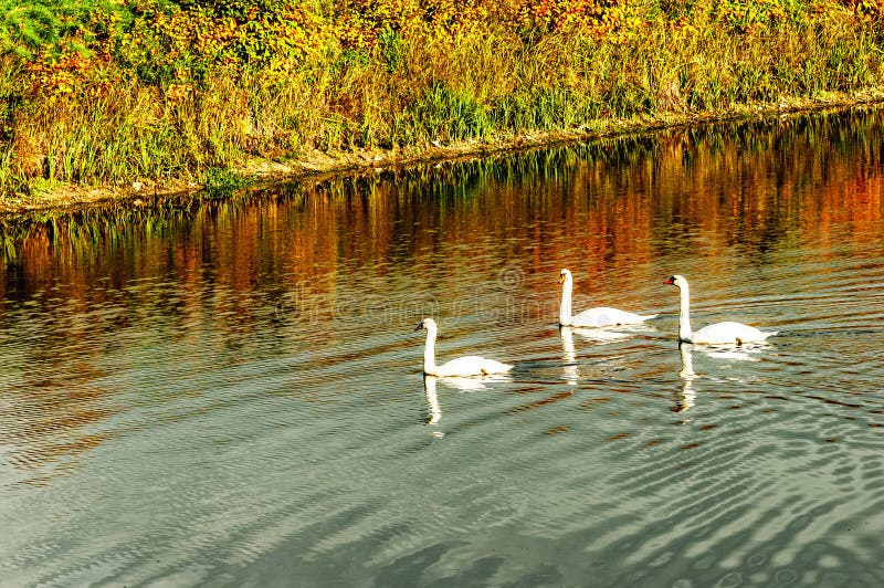 Three Swans Swimming in a Lake, Searching for Next Meal Stock Image ...