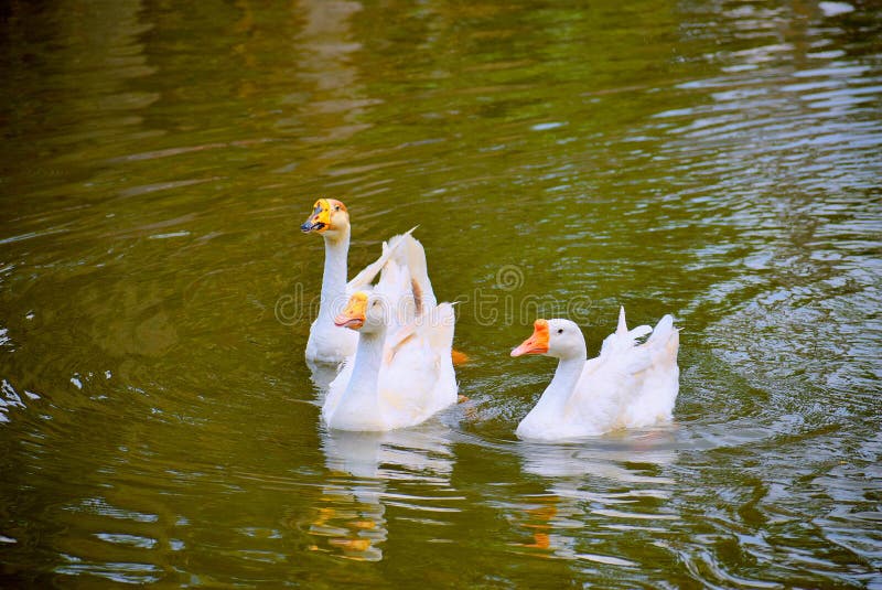 Three Swans Swimming on a Pond Stock Image - Image of graphic ...