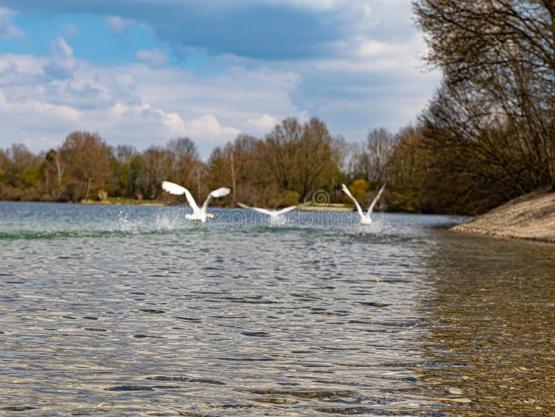 Three Swans Take Off from the Lake To the Sky Stock Photo - Image of ...