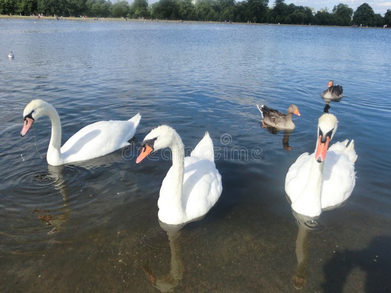 Three swans and two ducks stock photo. Image of brown - 49861070