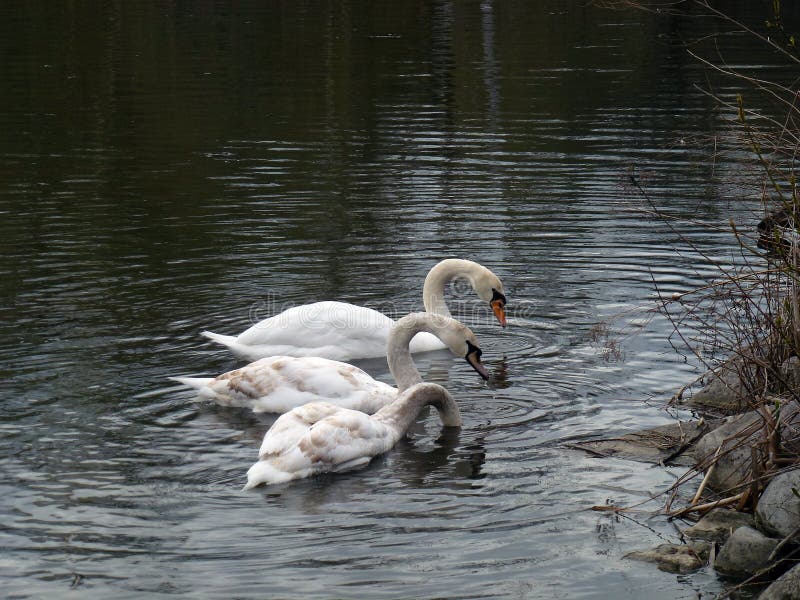 Three Swans stock photo. Image of surface, plant, fauna - 47169254