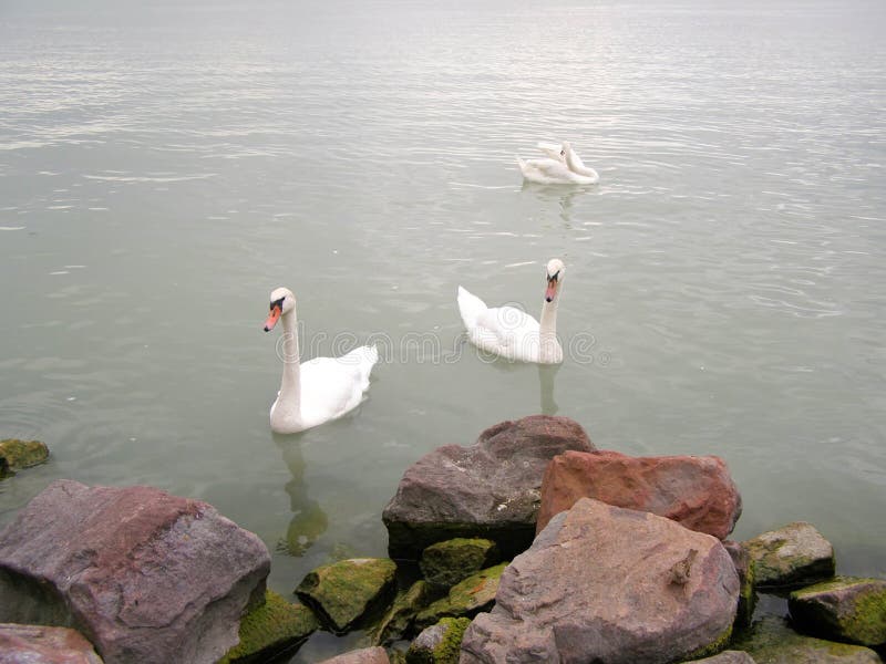 Three swans on the water stock photo. Image of group - 188214248