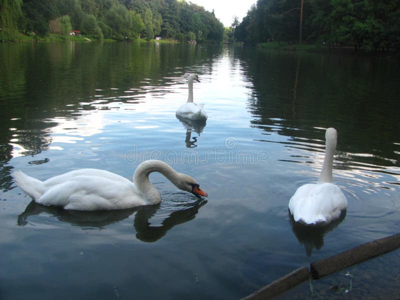 Three swans stock image. Image of white, brown, lake - 48938077