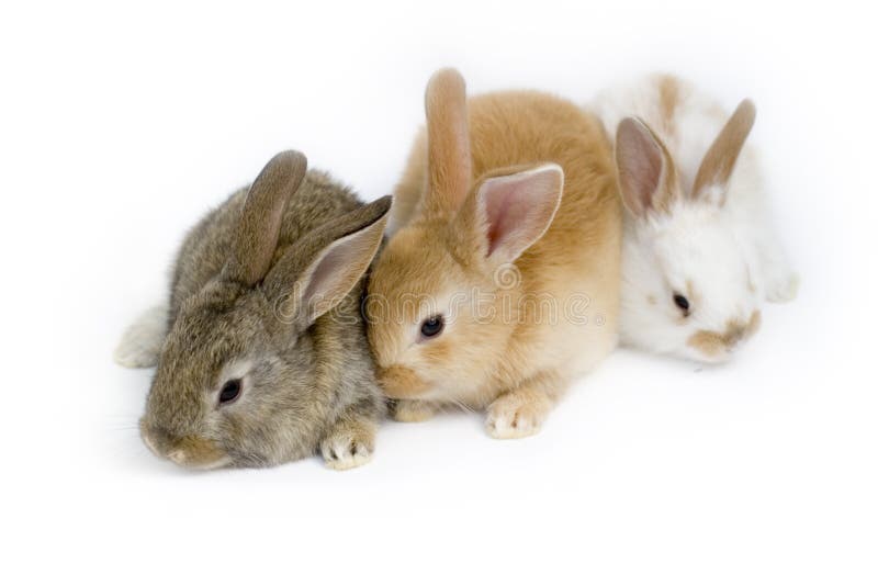Three sweet baby rabbits stock photo. Image of together - 3389352