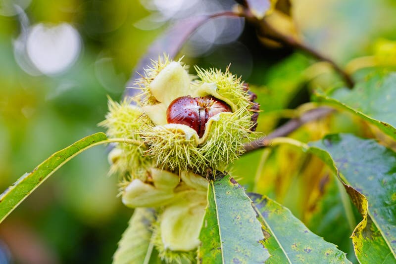 Three Sweet Chestnuts on a Tree in an Open Husk Stock Photo - Image of ...