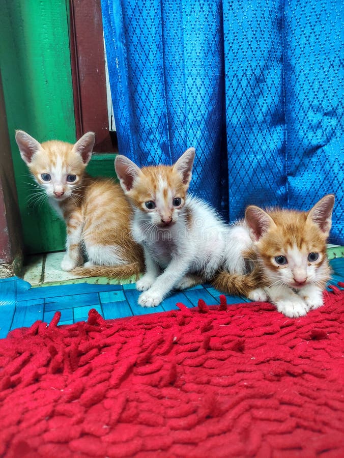 Three Sweet and Cute Kittens Stock Photo - Image of cute, relaxing ...