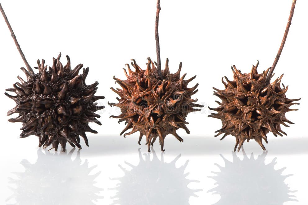 Three Sweet Gum Tree Seed Pods Stock Image - Image of three, brown ...
