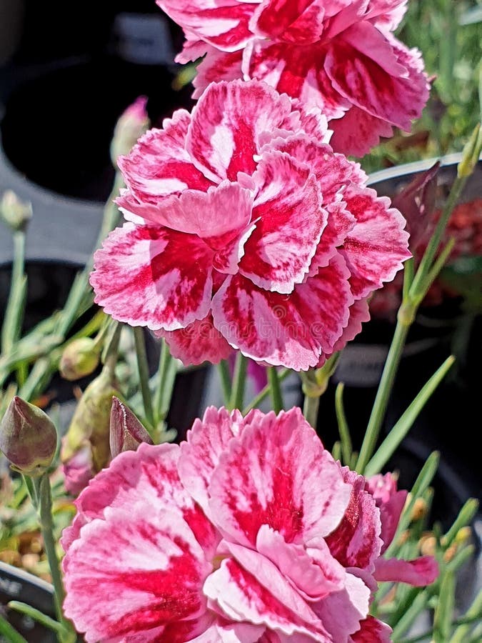 Three Sweet Pink Carnation Flowers Stock Photo - Image of lily, rose ...