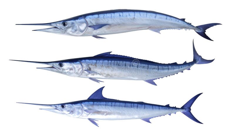Marlin Fish Isolated Transparent Background Stock Photos - Free ...