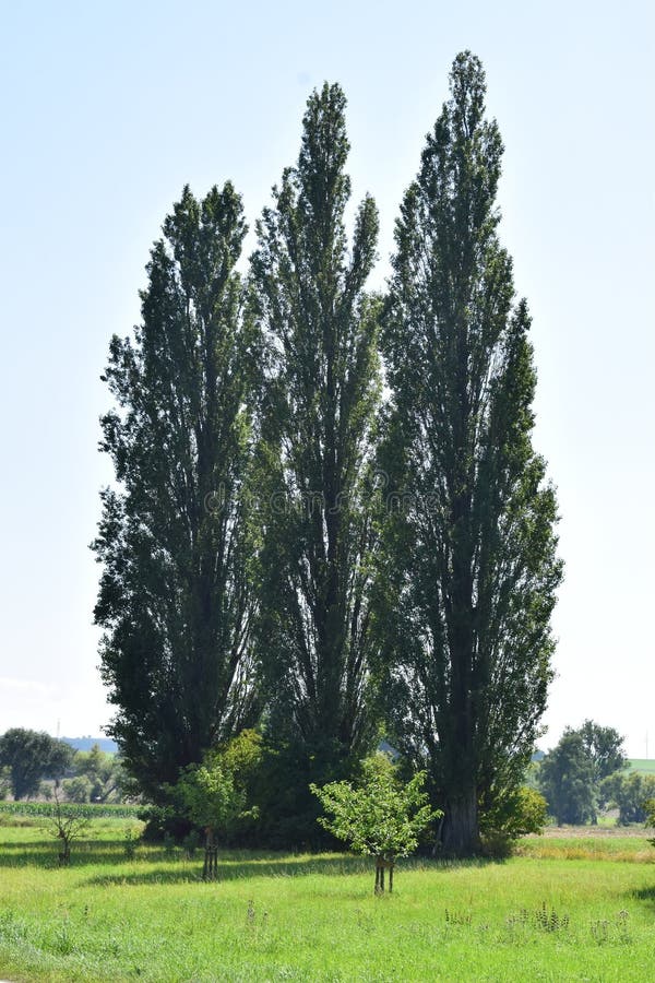 Three tall cypress trees stock photo. Image of evergreen - 287679440