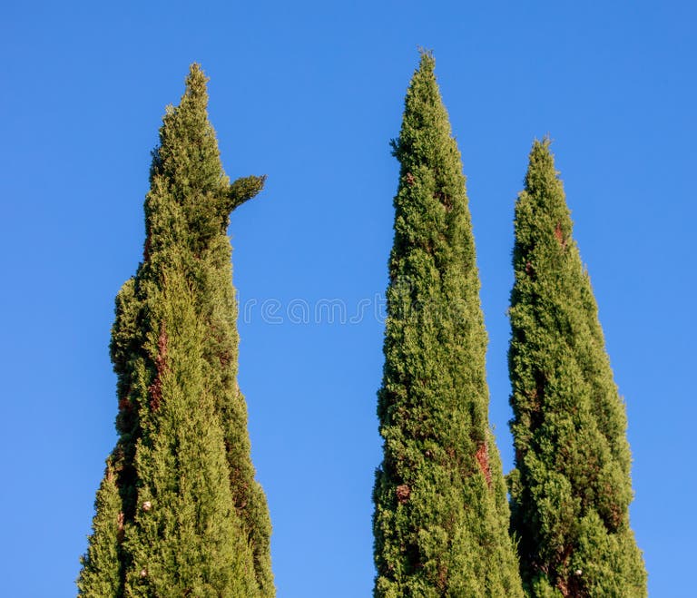 Three Tall Evergreen Trees with Green Leaves and a Blue Sky in the ...