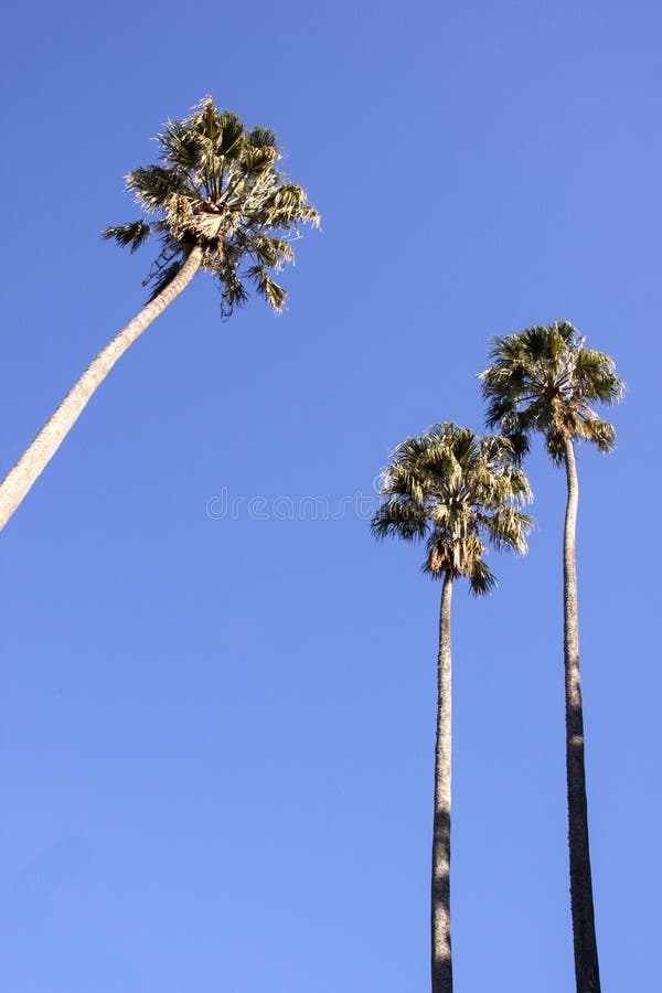 Three Tall Palm Trees Against Bright Blue Sky Stock Photo - Image of ...