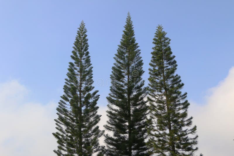 Three Tall Pine Trees with Blue Sky Stock Image - Image of ridge, clear ...