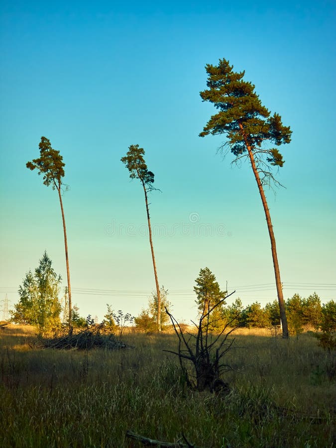 Three Tall Pine Trees Stand in a Clearing Overgrown with Wild Grass ...