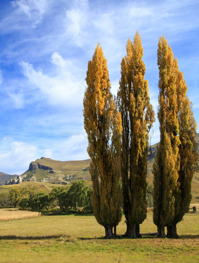 Three tall giants stock image. Image of conifer, sequoia - 3407985