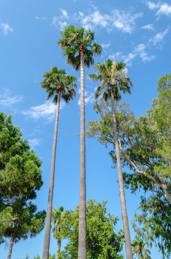 Three tall thin palm trees stock image. Image of angle - 86117721
