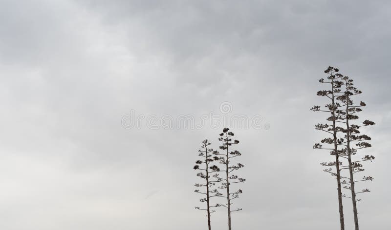 Three Tall Thin Trees Standing Under Cloudy Sky Stock Photo - Image of ...