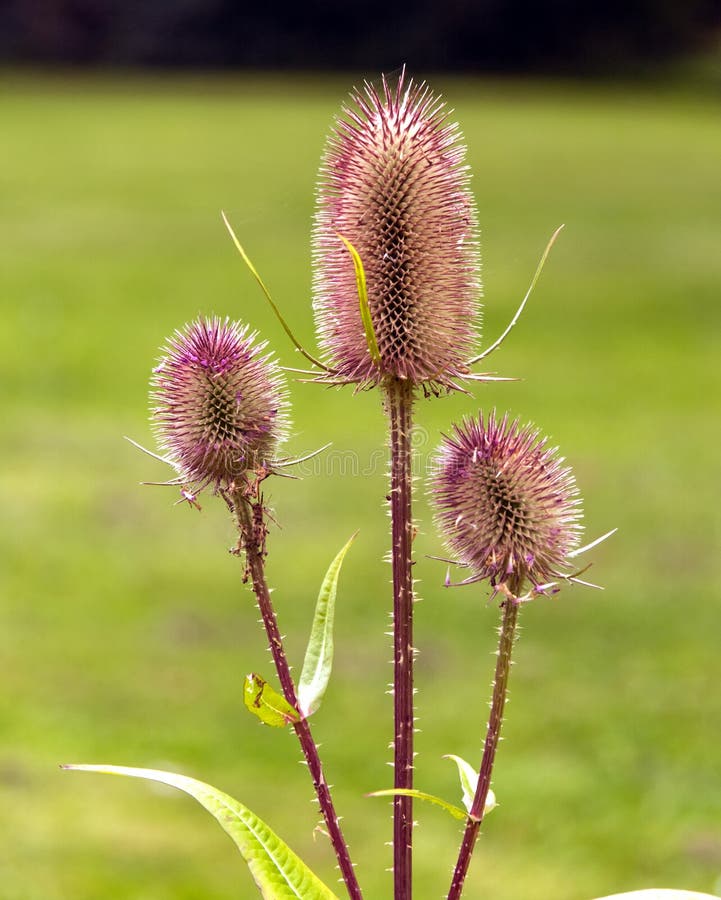 Three teasels stock photo. Image of leaf, stem, leaves - 26346594