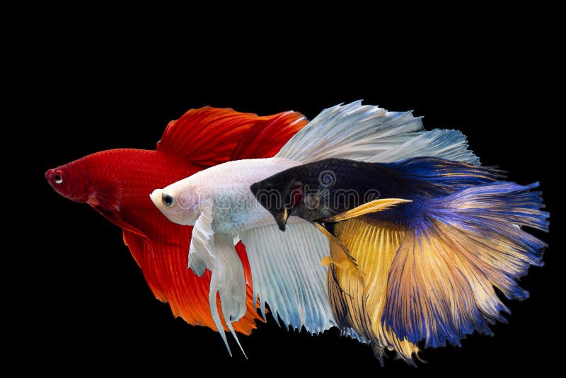 Three Thai Fighting Fish Beautiful Color Stock Photo - Image of ...