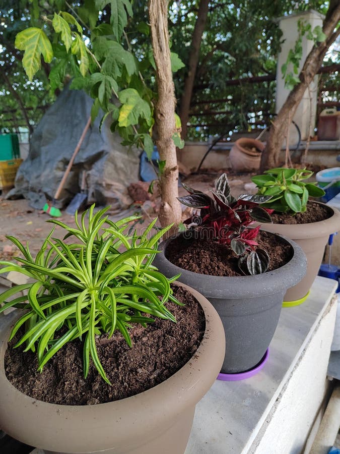 Three thick leaf plants stock image. Image of plant - 262557285