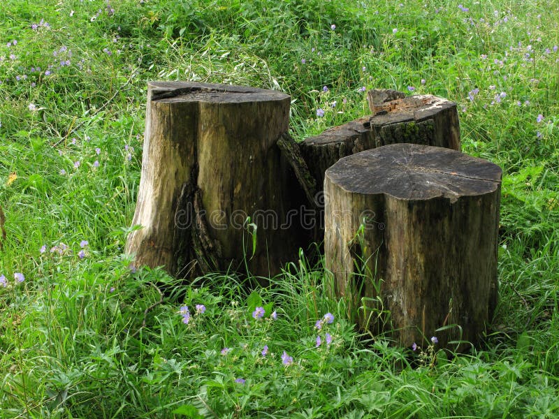 Trees Stump with Green Grass in the Forest Stock Image - Image of ...